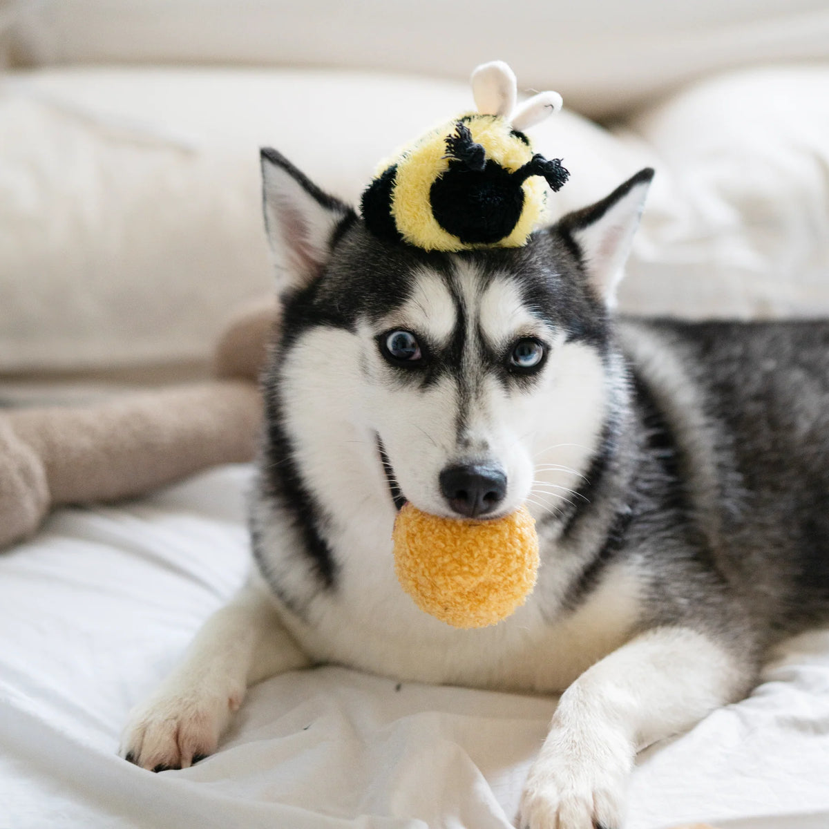Lambwolf BEE POP with Bouncy and Snuffle | Garian Hong Kong